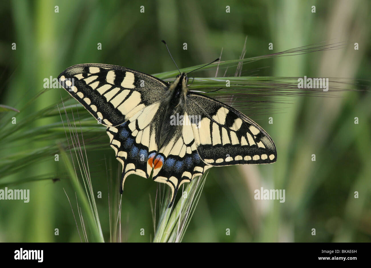 Old World Swallowtail (Papilio machaon Stock Photo - Alamy