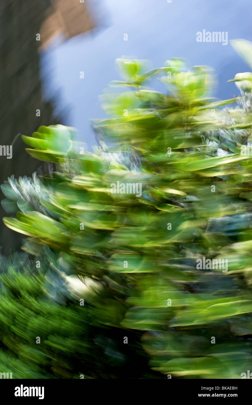 A bush moving in strong wind. Photo by Gordon Scammell Stock Photo - Alamy