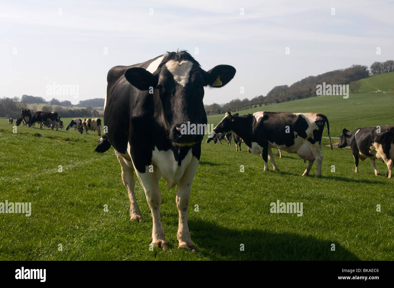 friesian Dairy Cows in field Elham valley kent looking at camera Stock ...