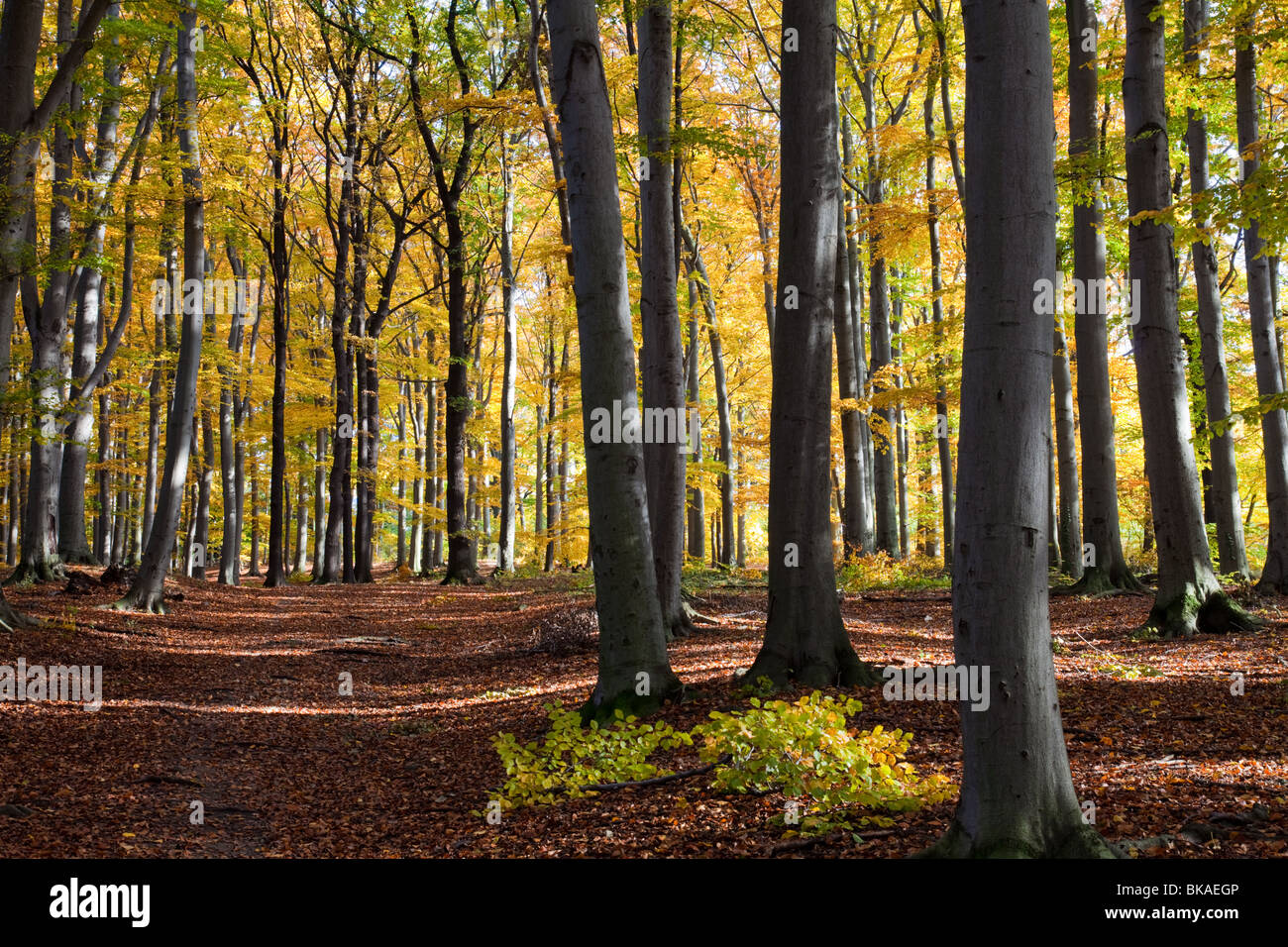 Colorful beech forest in fall Stock Photo - Alamy