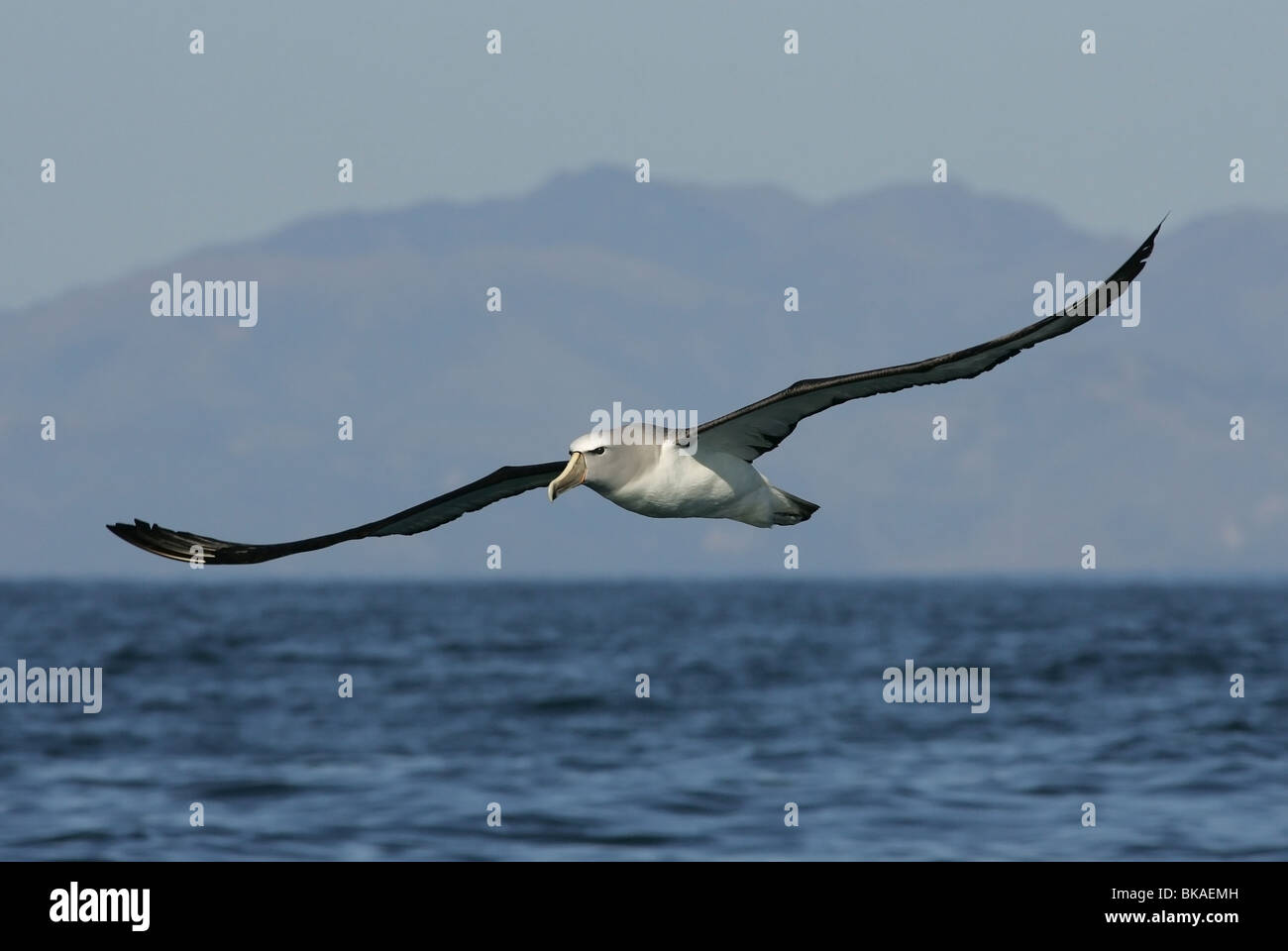 A flying Grey-headed Albatross Stock Photo - Alamy