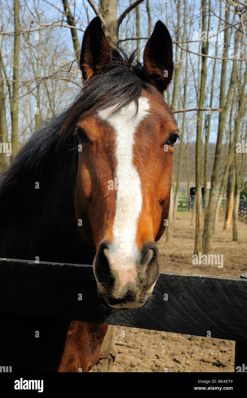 Strong gelding looking intensely into camera Stock Photo - Alamy