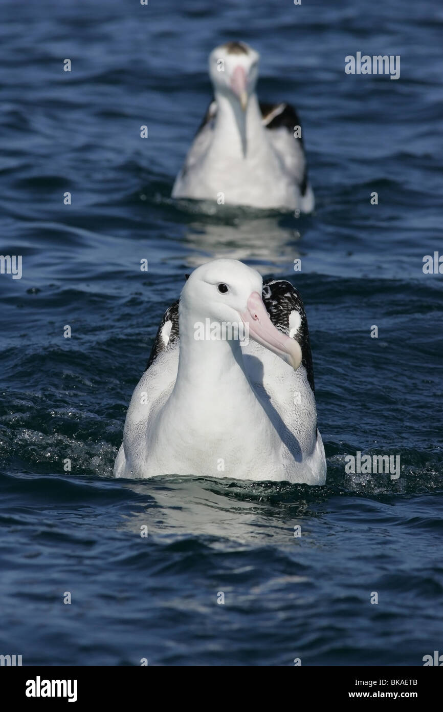 Two swimming Wandering Albatrosses Stock Photo - Alamy