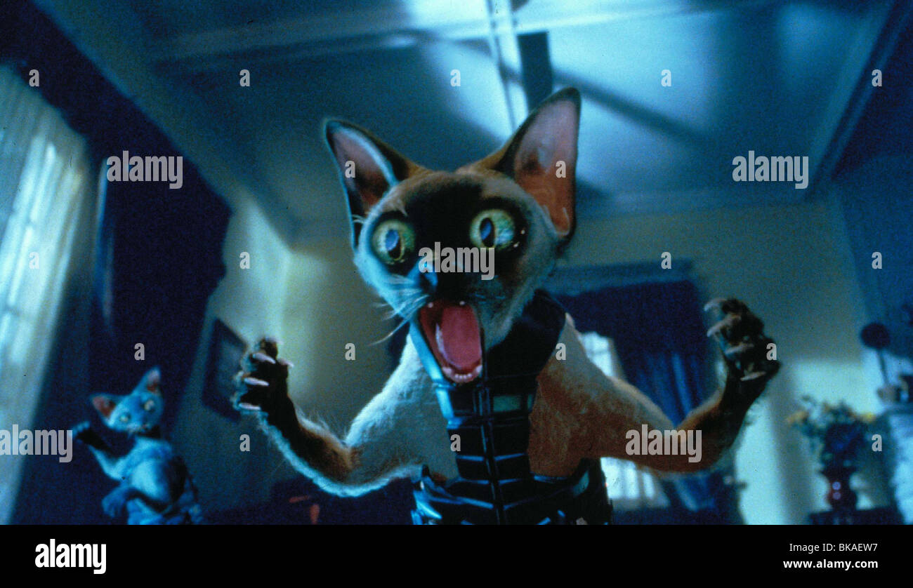 Cats and dogs film hi-res stock photography and images - Alamy