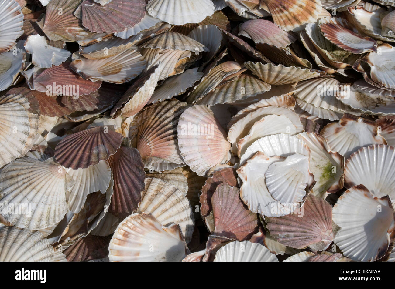 Scallop Shells on beach Stock Photo - Alamy