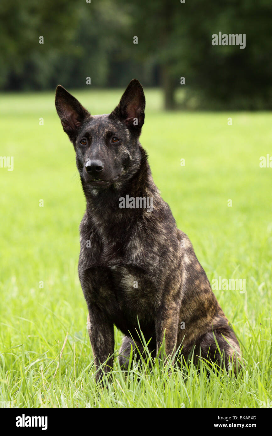 Dutch Shepherd Dog Stock Photo - Alamy