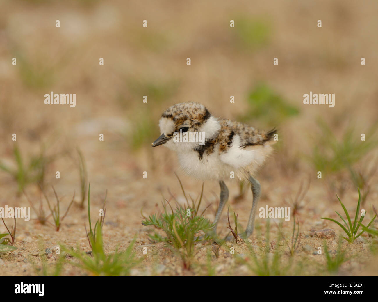 Little Ringed Plover hatchling one day old Stock Photo - Alamy