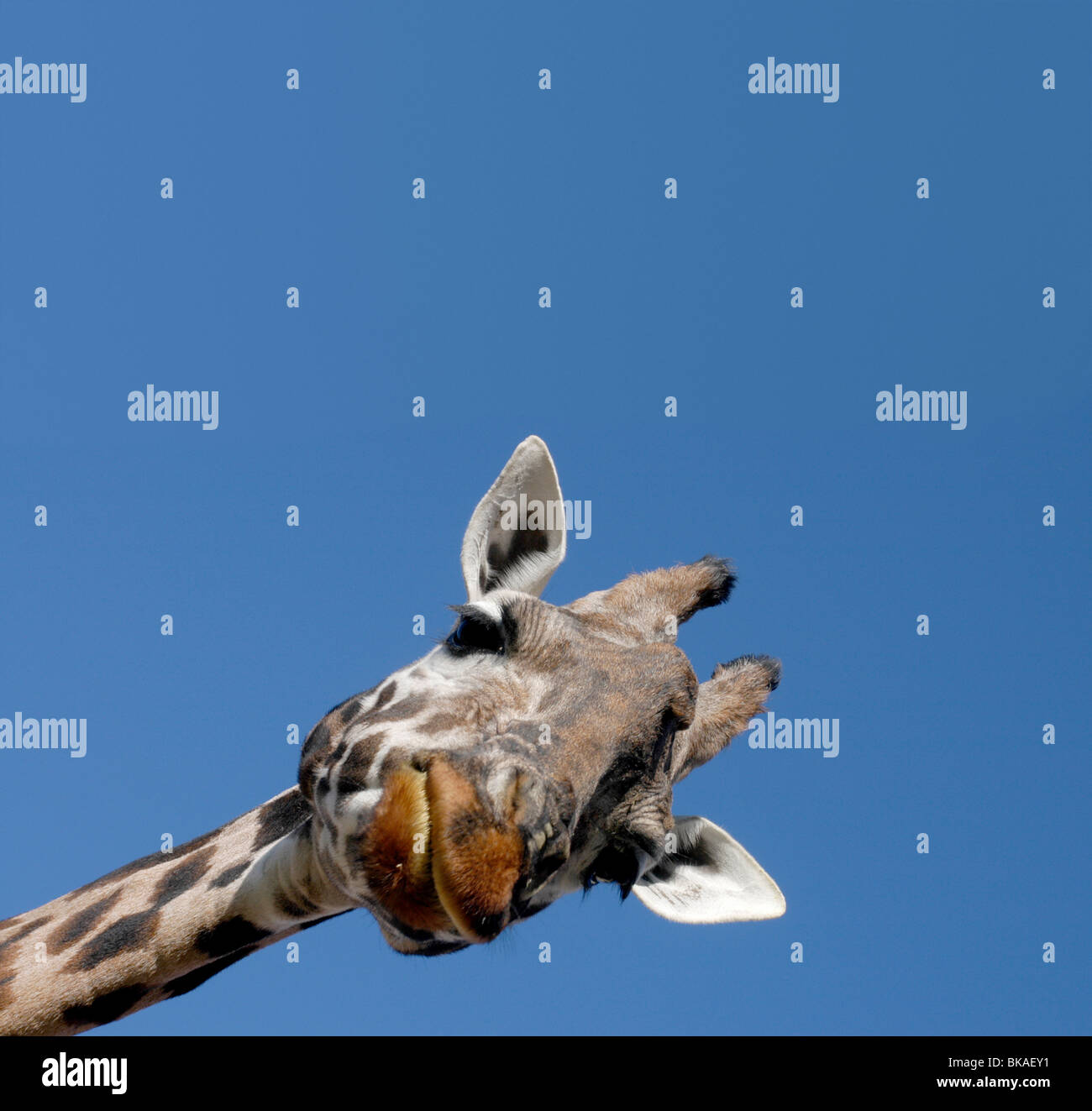 Giraffe head, Giraffa camelopardalis from below showing large lips ...