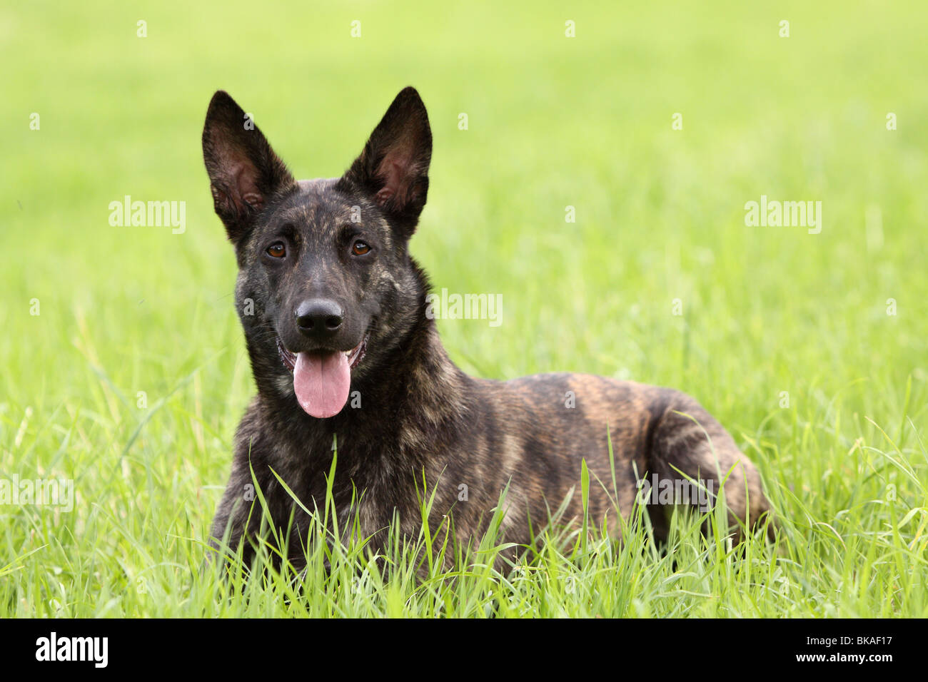Dutch Shepherd Dog Stock Photo - Alamy