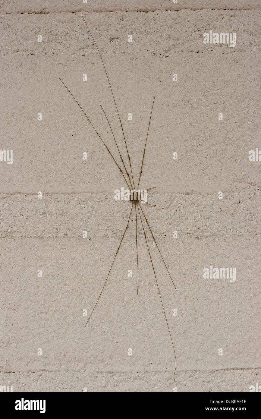 Flatpack harvestman hi-res stock photography and images - Alamy