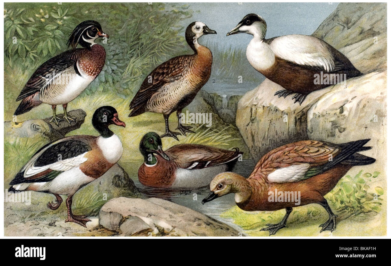 Big picture of duck hi-res stock photography and images - Alamy