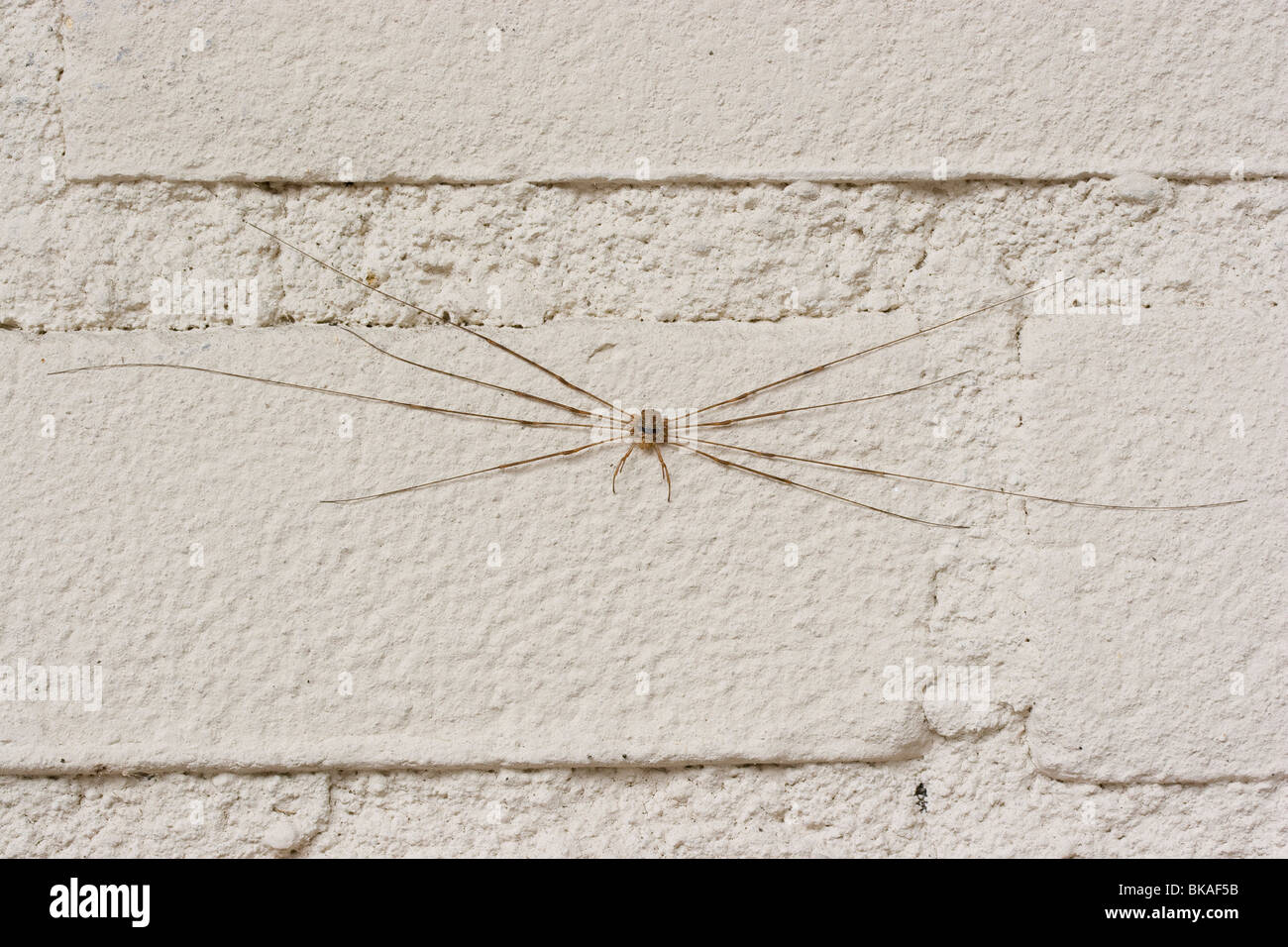 Male of the Harvestman Dicranopalpus ramosus resting in charateristic ...