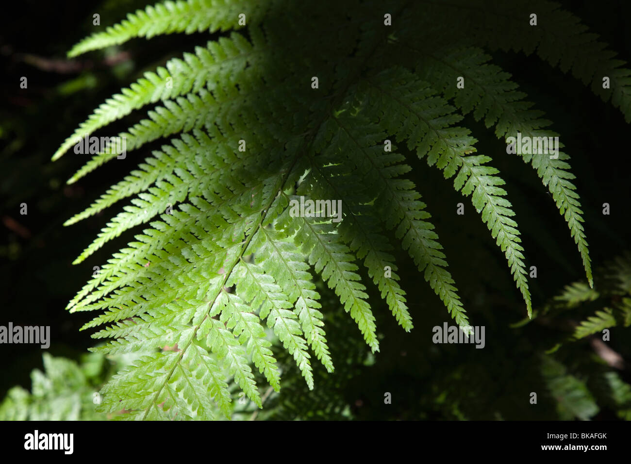 Palapalai ferns in Kalopa State Park in Hawaii Stock Photo - Alamy