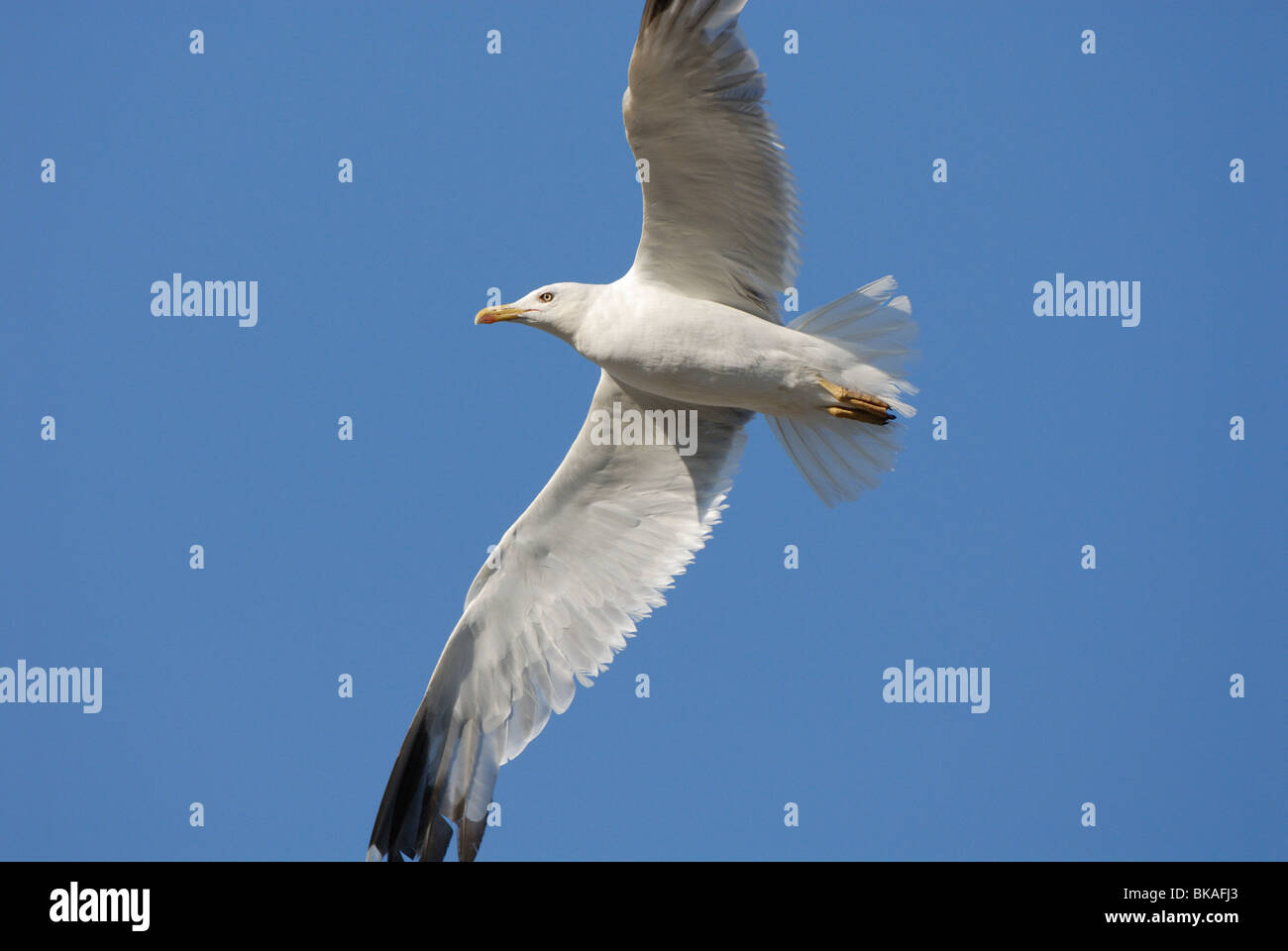 Yellow-legged Gull in flight, underwing view Stock Photo - Alamy