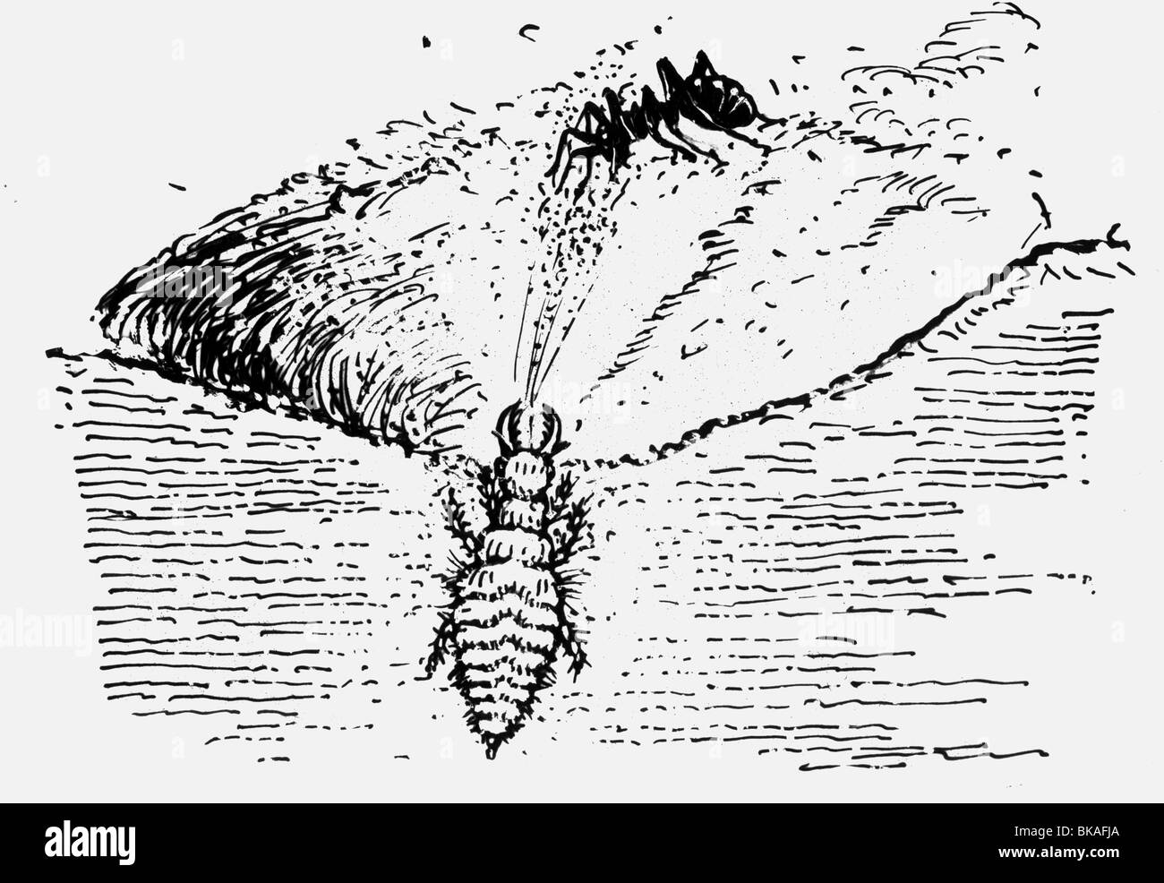 Antlions Black and White Stock Photos & Images - Alamy