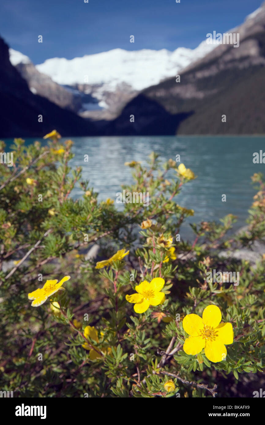 Lake Louise, Mount Victoria, Alberta, Canada Stock Photo - Alamy