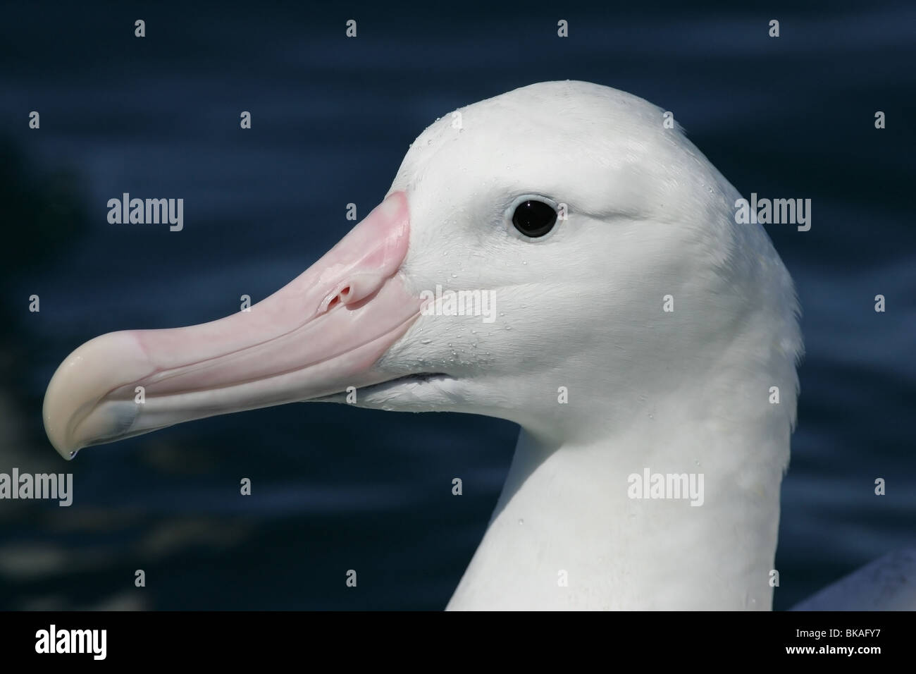 Diomedea exulans swim hi-res stock photography and images - Alamy