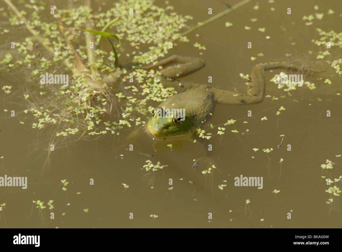 American Bullfrog in the water Stock Photo - Alamy