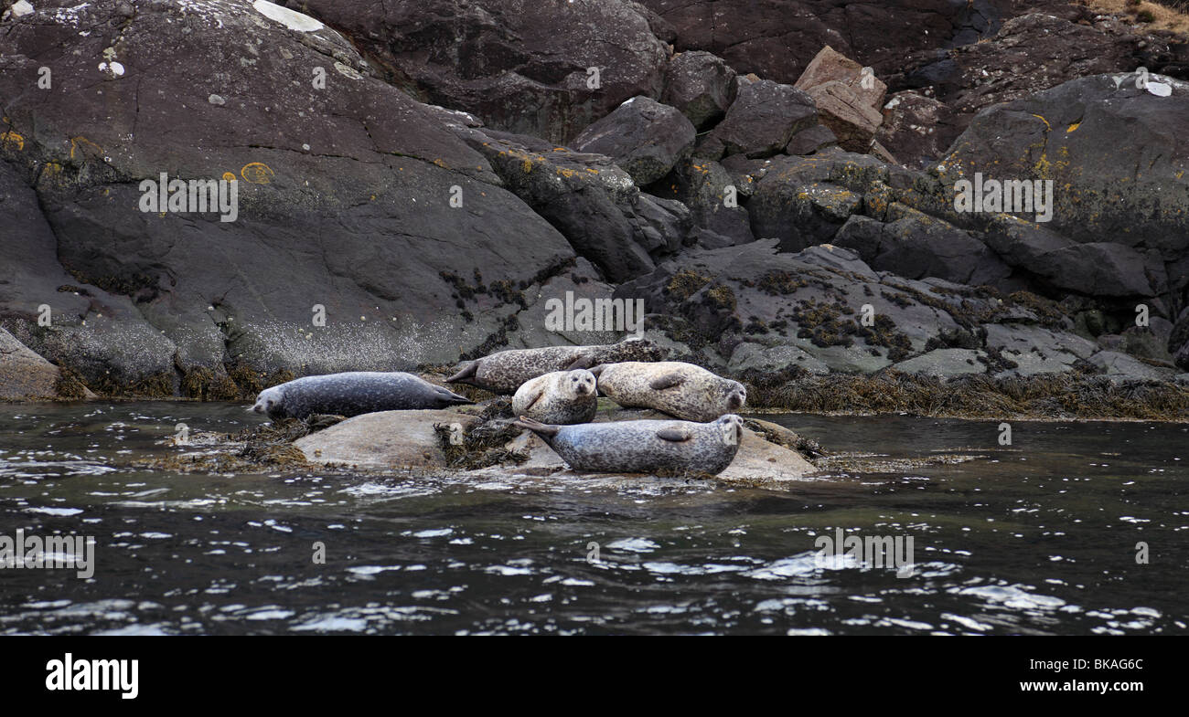 Seals from the "Misty Isle" boat trip from Elgol to Loch Coruisk, Isle ...