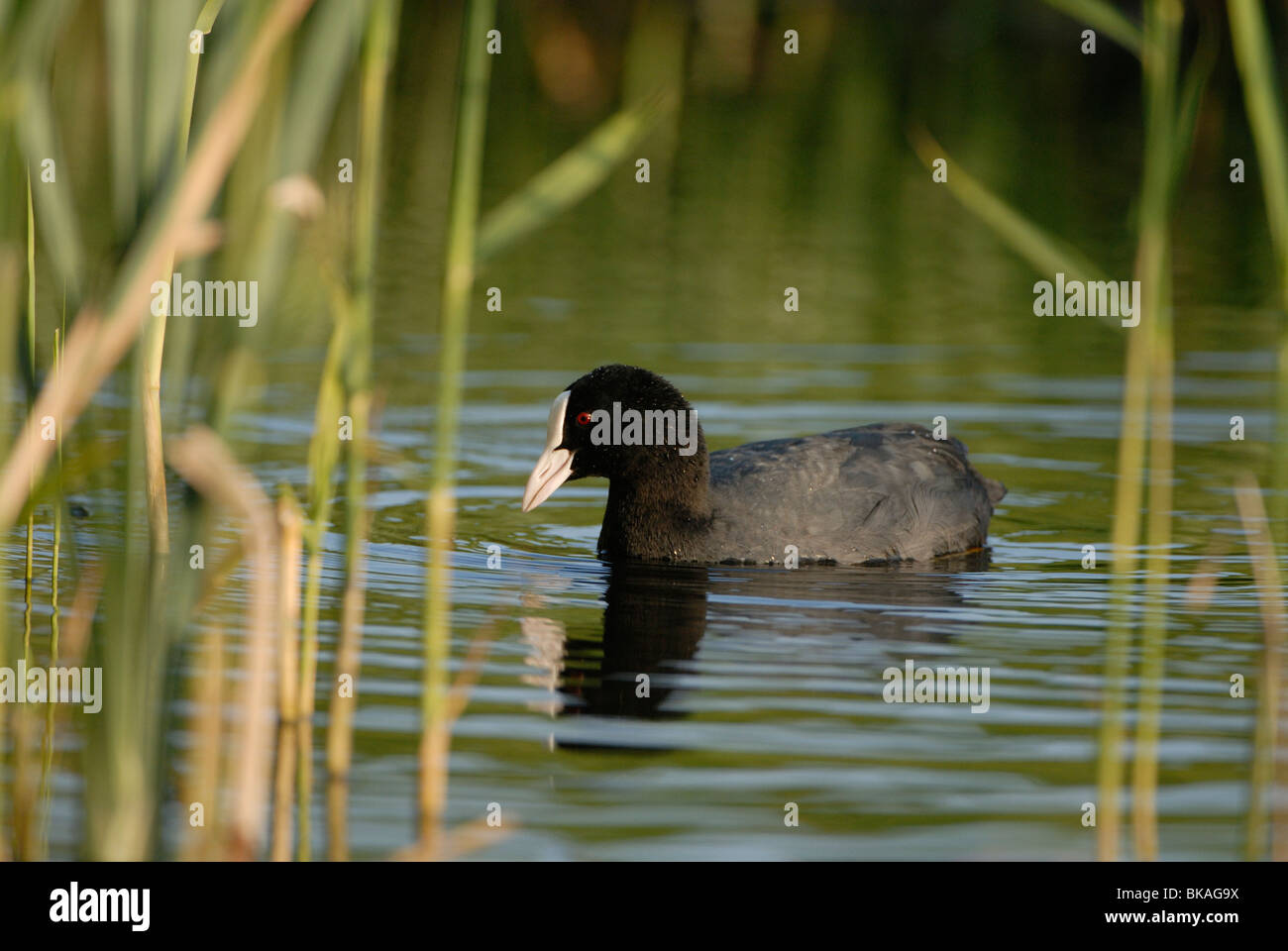 Koot hi-res stock photography and images - Alamy