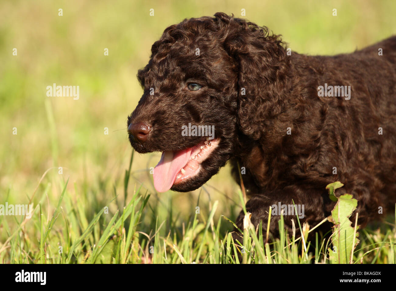 Irish water hound hi-res stock photography and images - Alamy