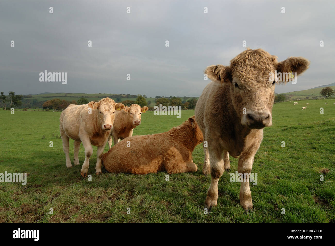 Dark cows hi-res stock photography and images - Alamy