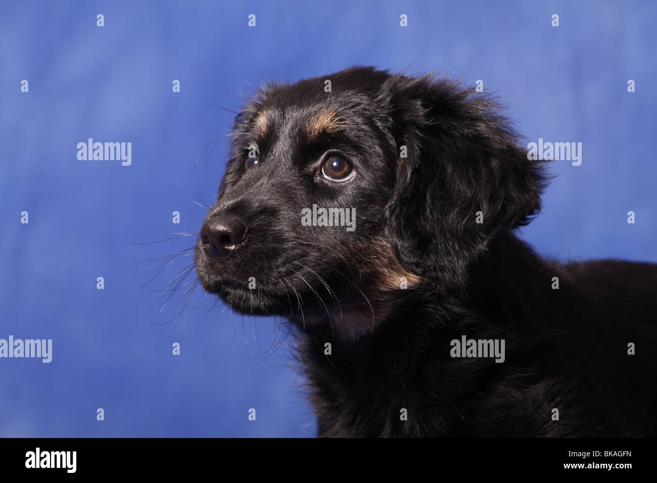 Portuguese shepherd dog hi-res stock photography and images - Alamy