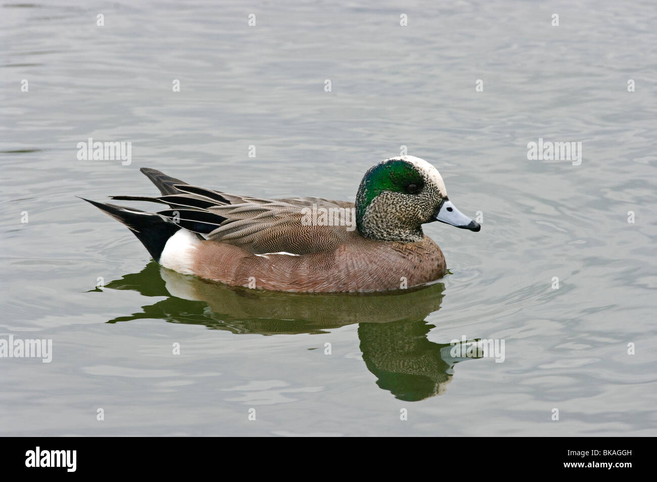 Wigeon drake hi-res stock photography and images - Alamy