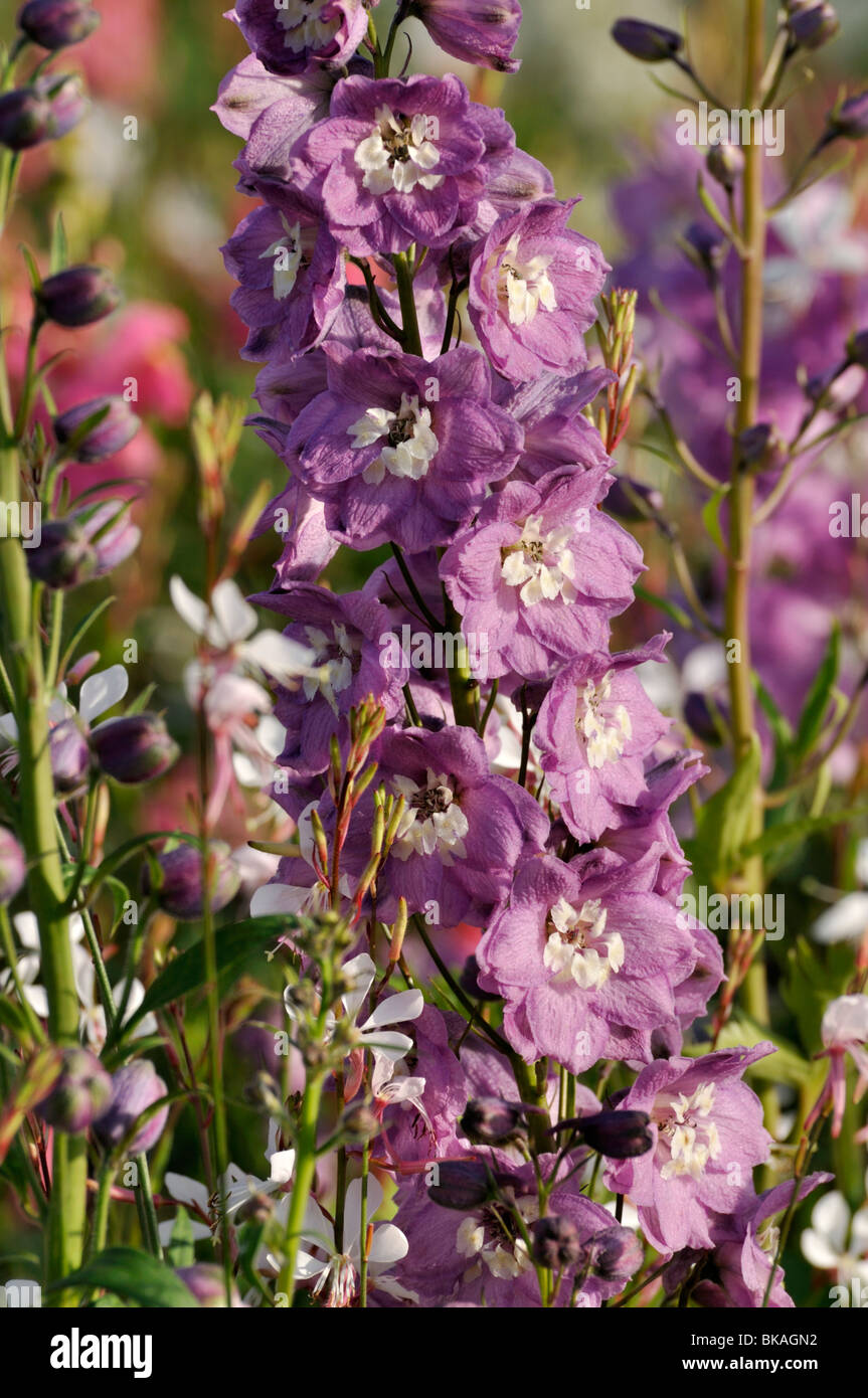 Larkspur (Delphinium x cultorum 'Magic Fountains Lilac Pink' Stock Photo - Alamy