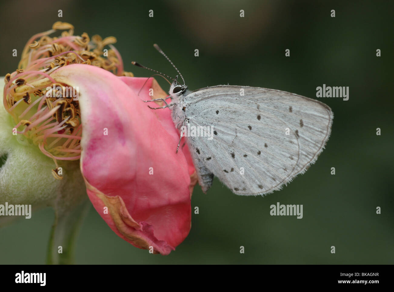 Holly blue sitting on an overblown rose Stock Photo - Alamy