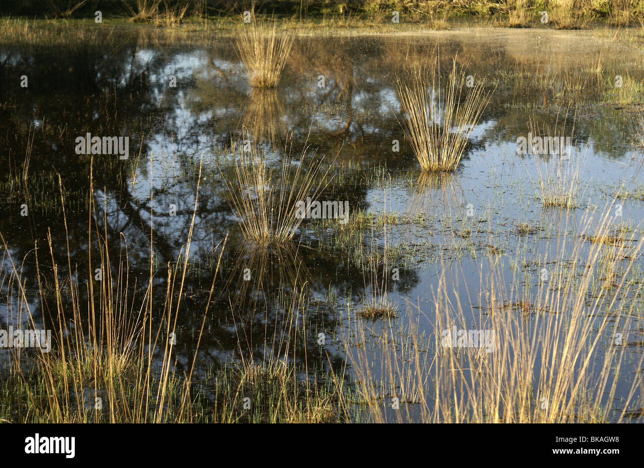 A fen with Purple Moor-grass Stock Photo - Alamy