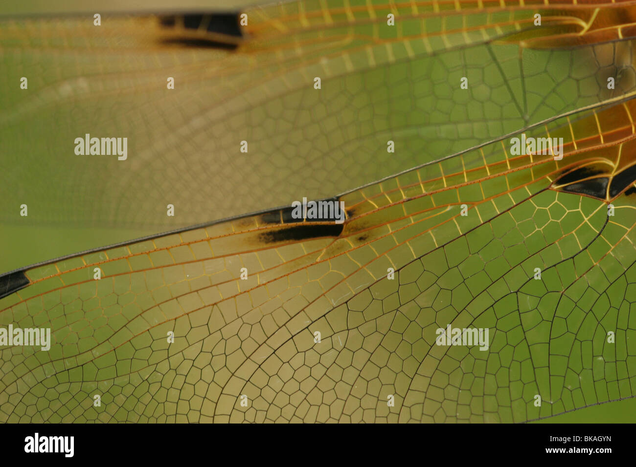 A chaser hi-res stock photography and images - Alamy