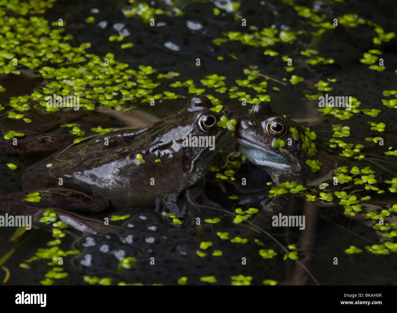 Kissing frogs hi-res stock photography and images - Alamy