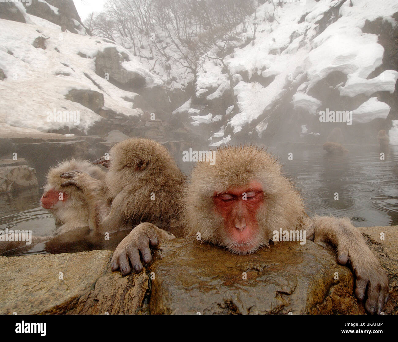 Japanese macaques or snow monkeys, Macaca fuscata, relaxing in hot pool ...