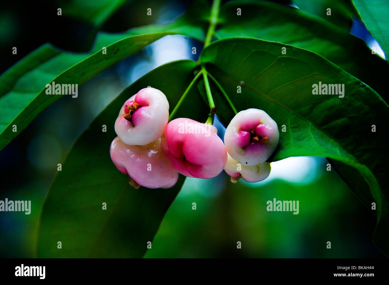 Rose apple fruit hi-res stock photography and images - Alamy
