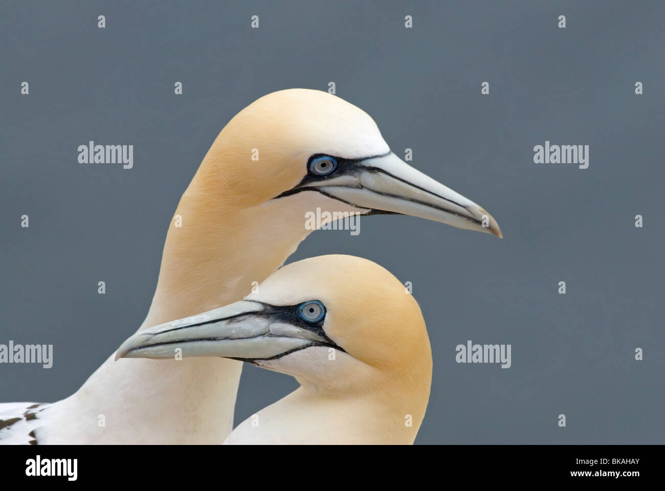 Gannets hugging hi-res stock photography and images - Alamy