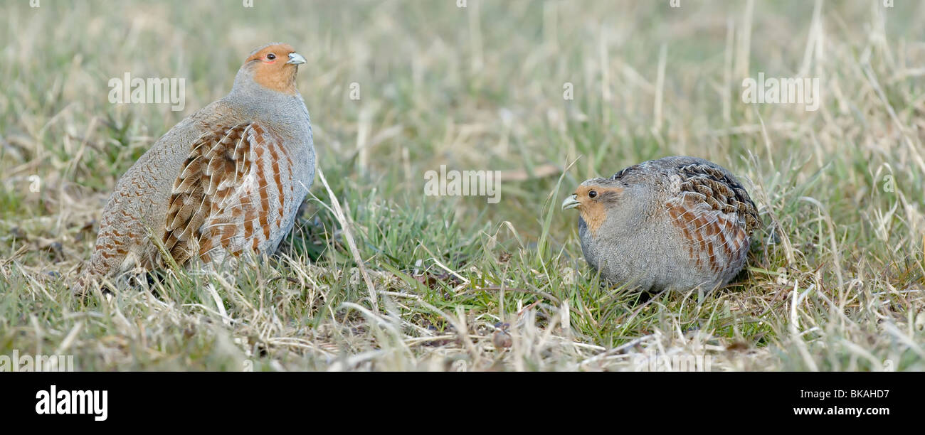 Partridge photos hi-res stock photography and images - Alamy