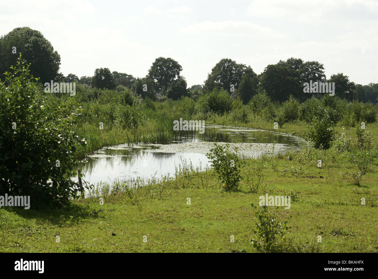 Nieuw flora hi-res stock photography and images - Alamy