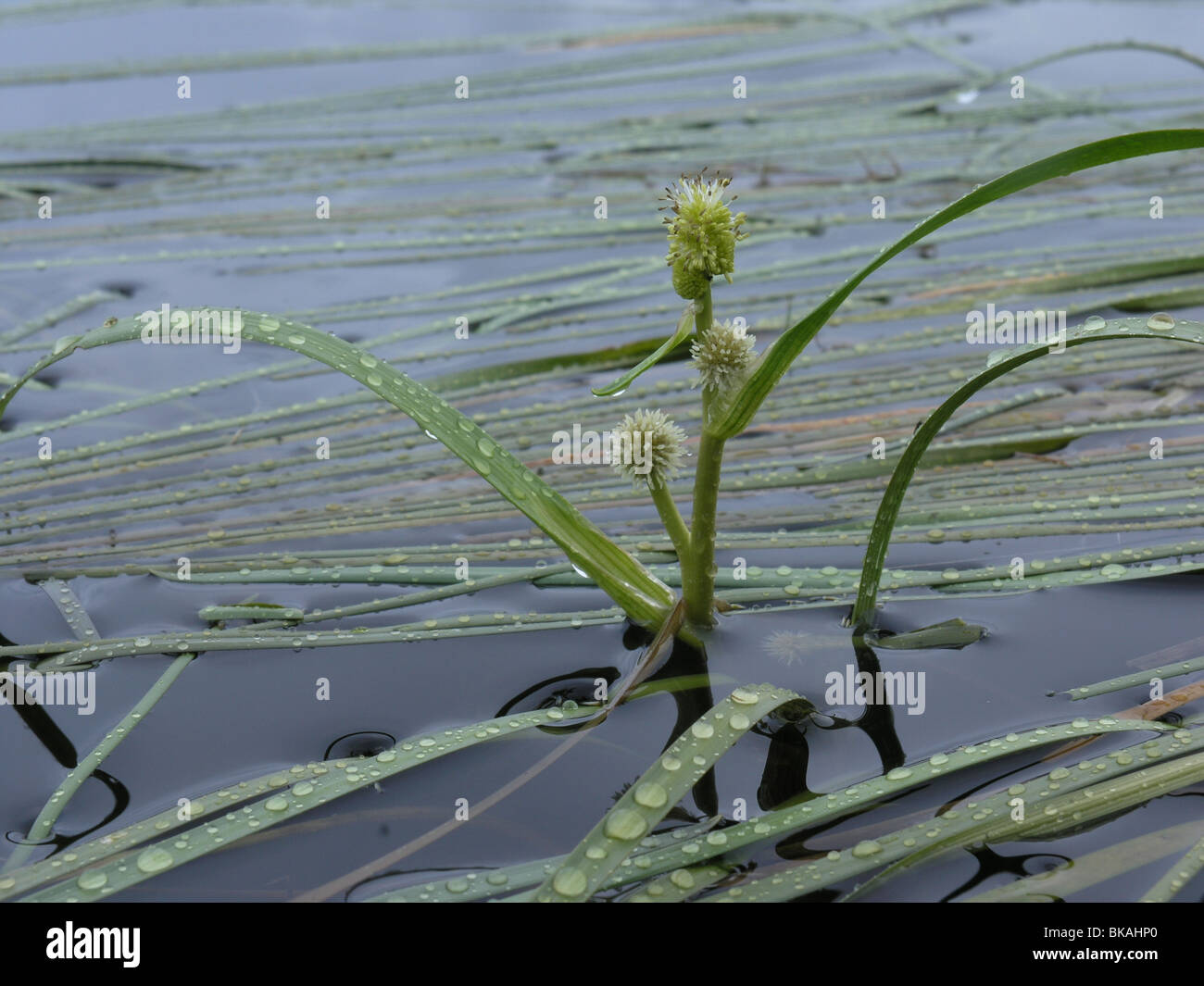 Floating bur-reed in pingo ruins at the Duurswouderheide Stock Photo ...