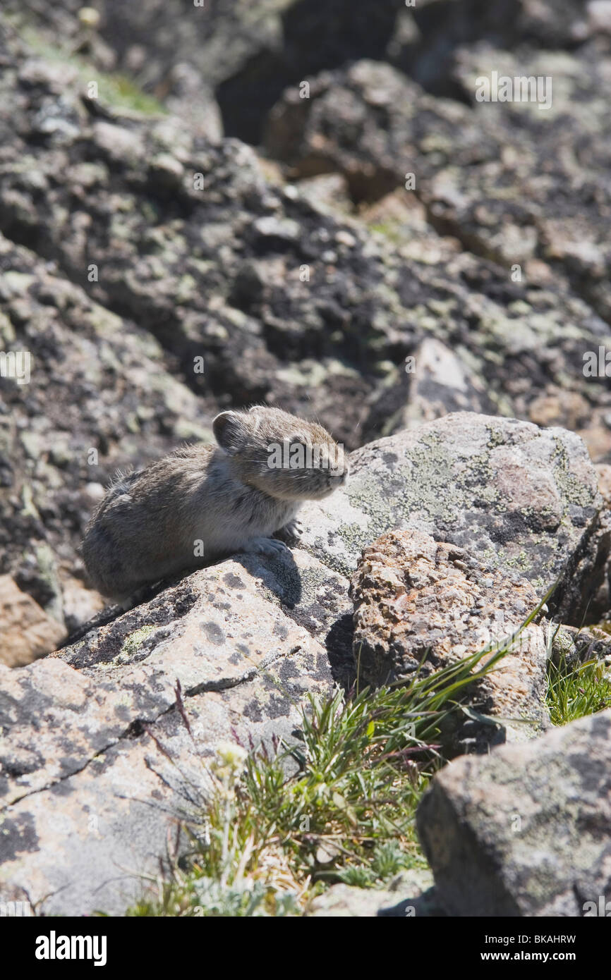 Ochotonidae hi-res stock photography and images - Alamy