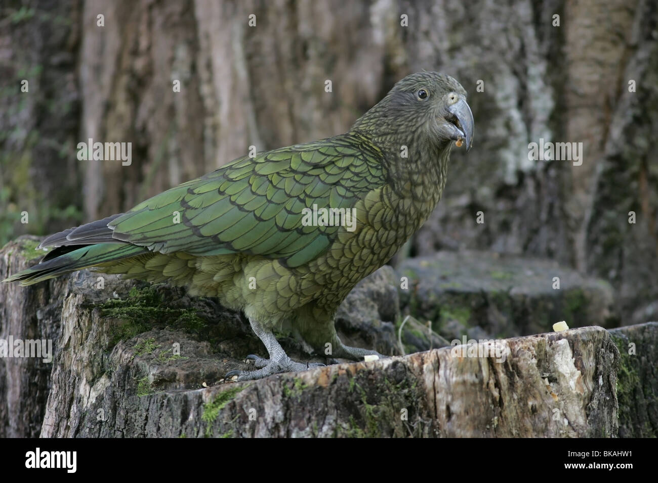 Kea damage hi-res stock photography and images - Alamy