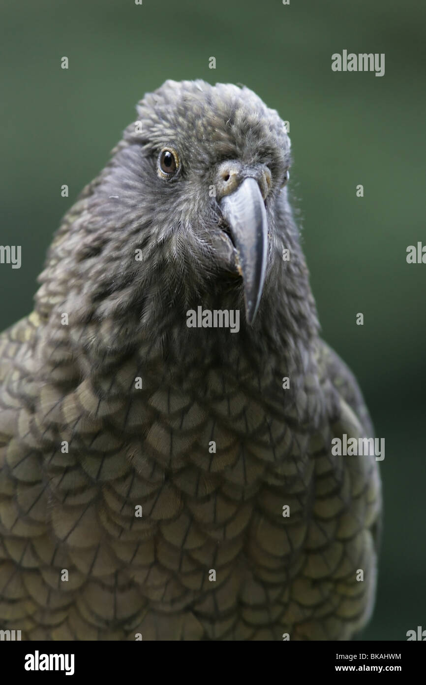 Portrait of the Kea Stock Photo - Alamy