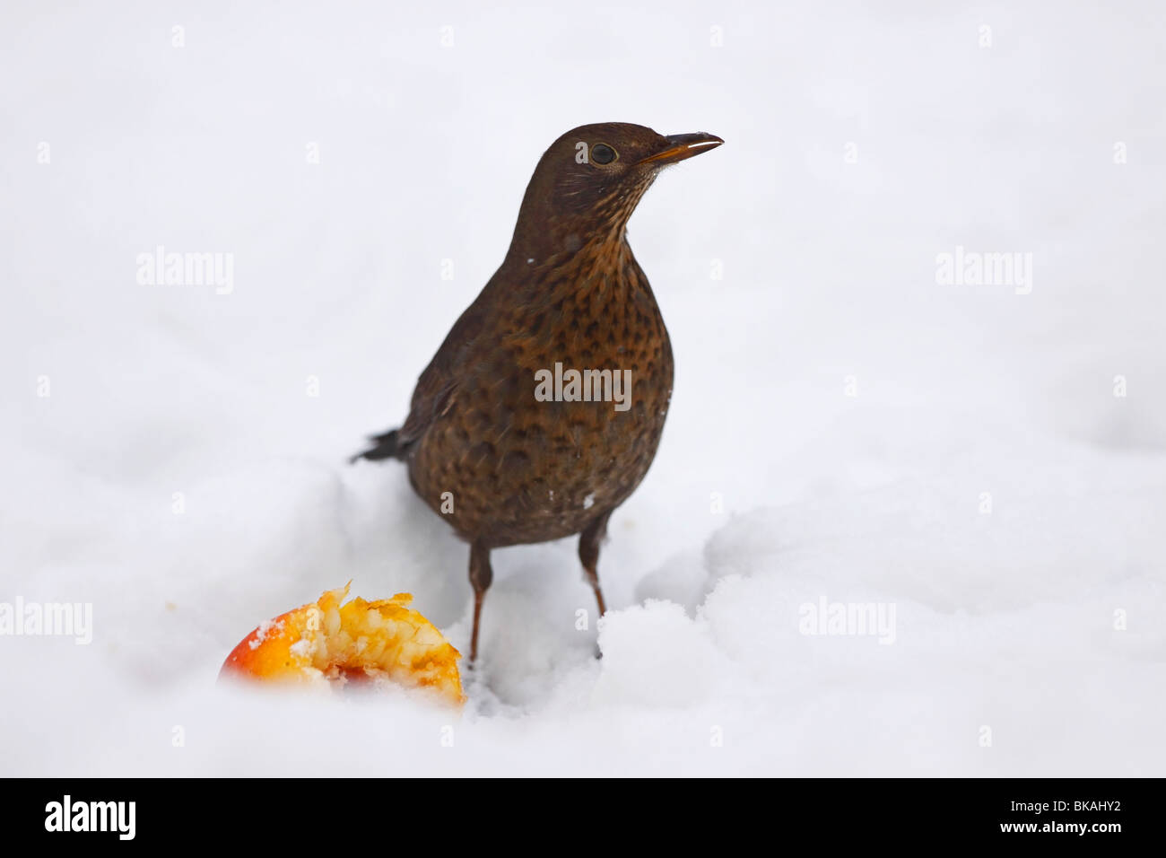 Amsel turdus merula turdidae hi-res stock photography and images - Alamy
