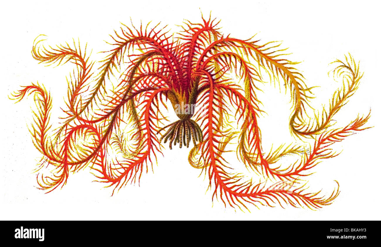 Class crinoidea Cut Out Stock Images & Pictures - Alamy