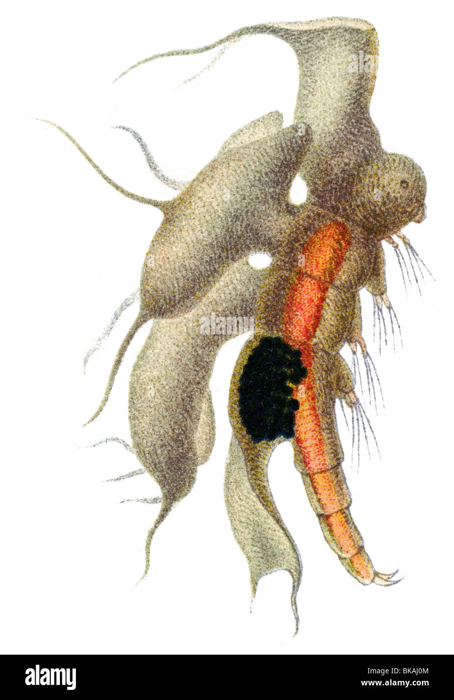 Notopterophorus hi-res stock photography and images - Alamy