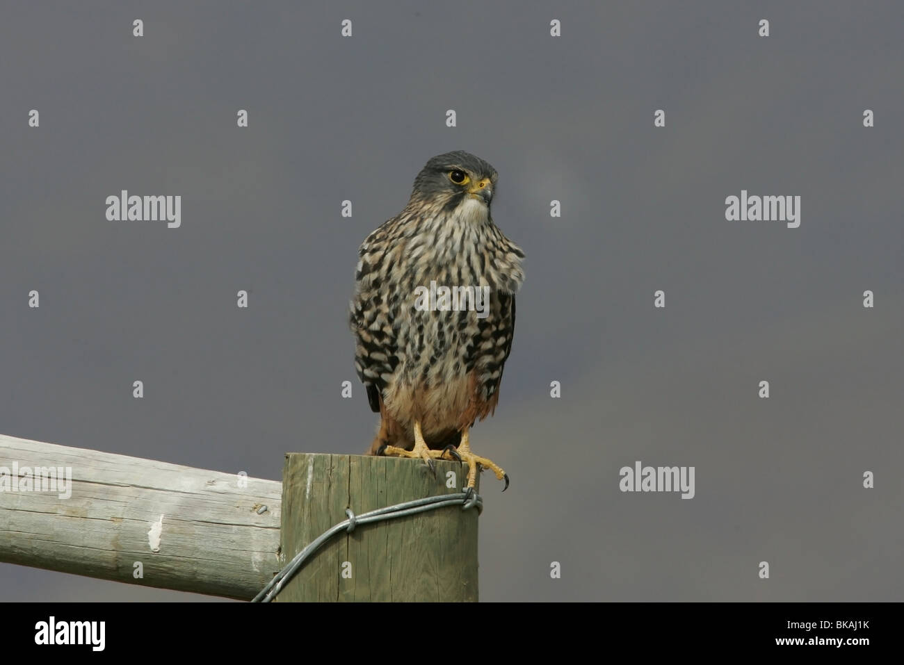 New Zealand Falcon Stock Photo - Alamy