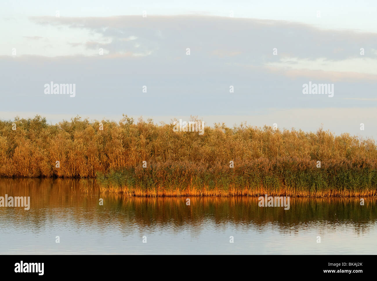 Reed landscape hi-res stock photography and images - Alamy