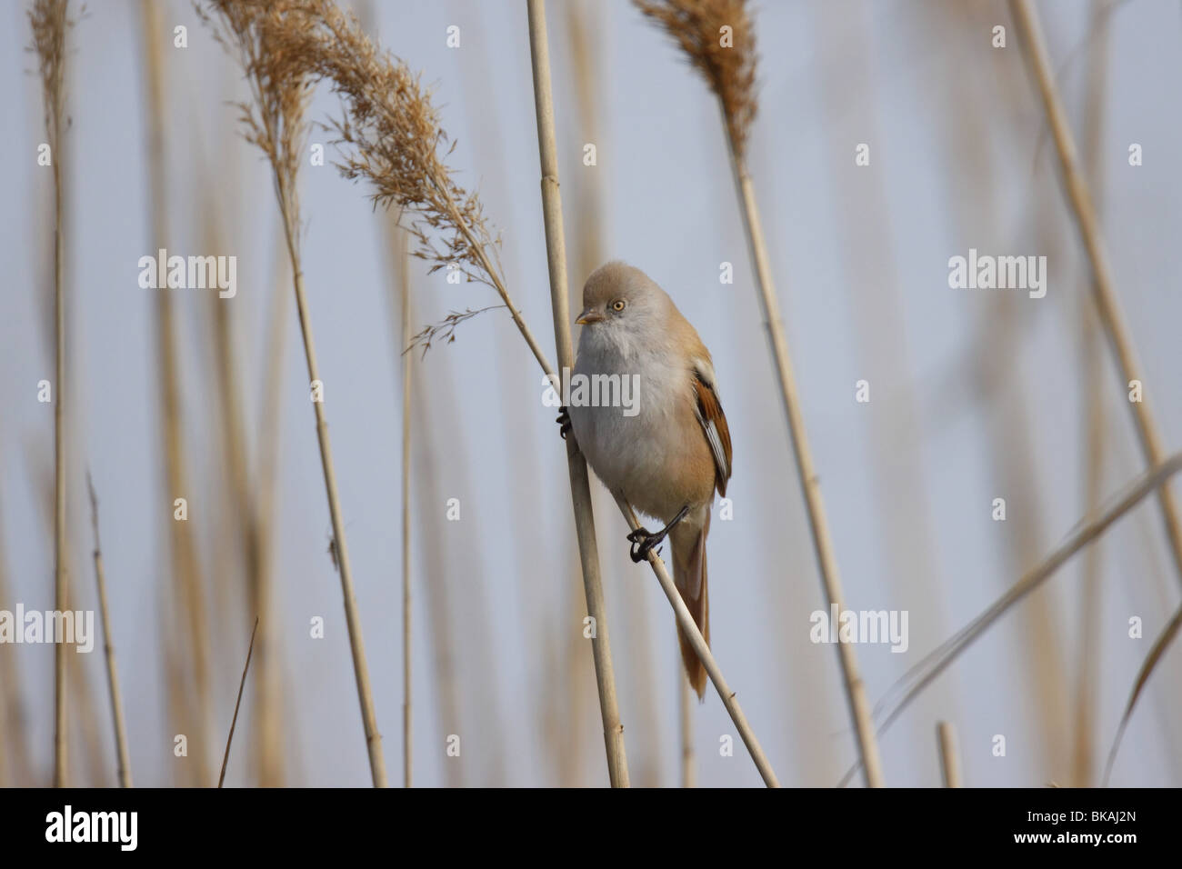 Bartmeise Panurus biarmicus Timaliidae weibchen female Stock Photo - Alamy