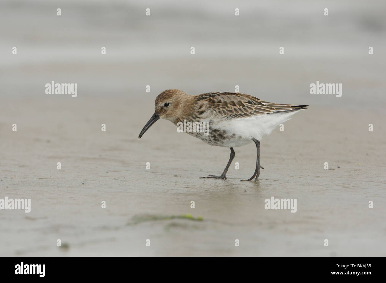 Young dunlin hi-res stock photography and images - Alamy