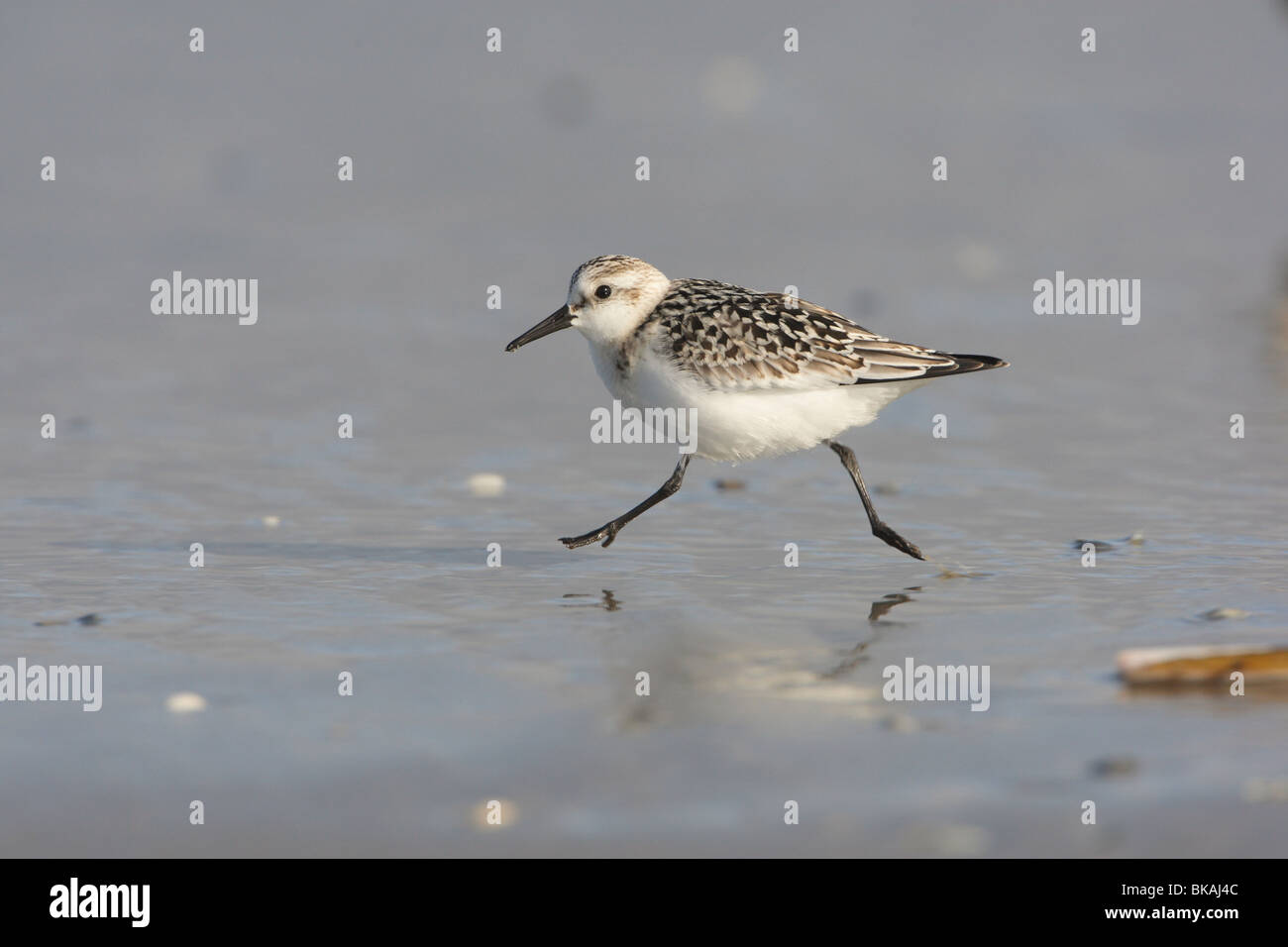 Running juvenile Sanderling Stock Photo - Alamy